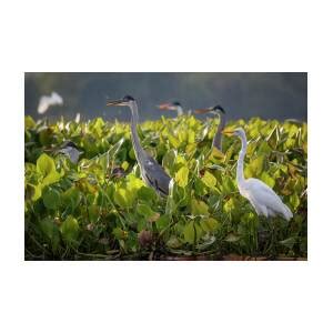 Juvenile Cocoi Herons And Great Egrets Guarinocito Caldas Colomb