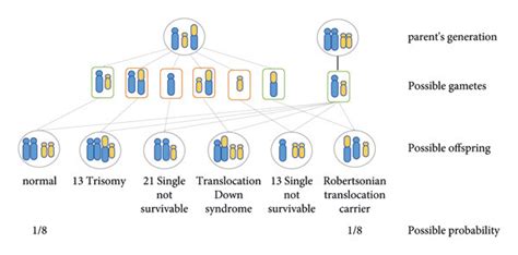 Robertsonian Translocation Balanced Vs Unbalanced