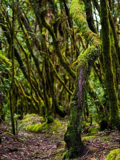 Forest Tree Moss Free Photo On Pixabay Pixabay