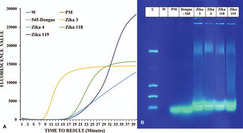 A Reverse Transcription Loop Mediated Isothermal Amplification Plot Download Scientific