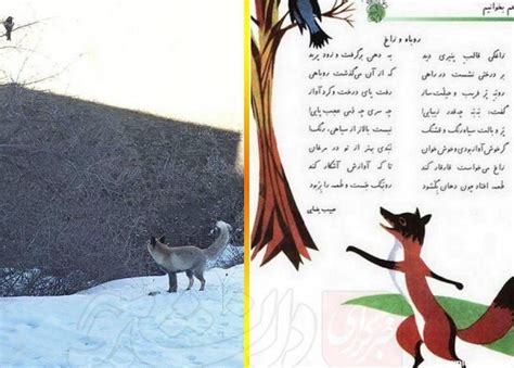 تصاویر روباه و زاغ
