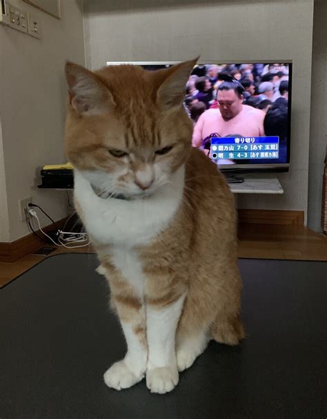 邪魔する猫 a dollのブログ