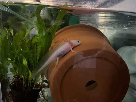 Do My Axolotl Look Bloated Raxolotls