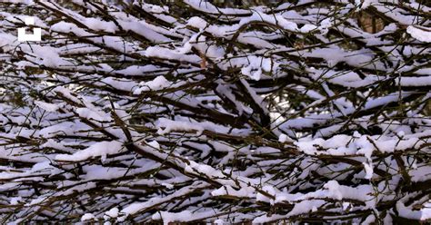 흰색과 검은 색 나뭇 가지 사진 Unsplash의 무료 독일 이미지