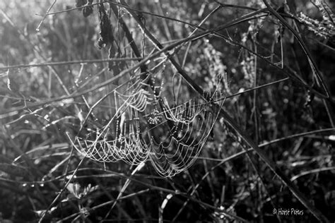 Spider Work By Bluesgrass On Deviantart