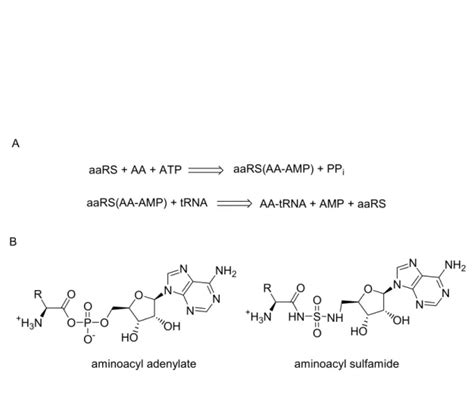 Unnatural Amino Acid Incorporation To Rewrite The Genetic Code