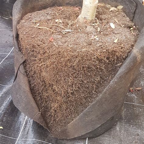 Container Growing — Root Pouch