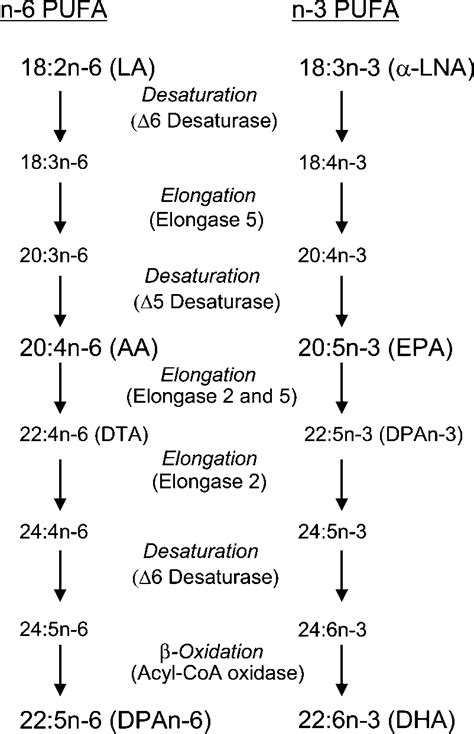 Pathways Of N 3 And N 6 Pufa Metabolism Aa Arachidonic Acid Dha
