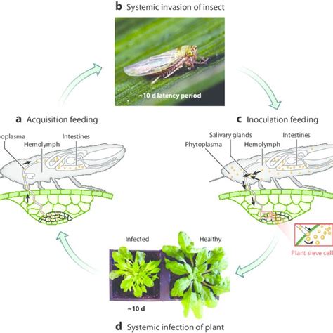 Pdf Diverse Targets Of Phytoplasma Effectors From Plant Development