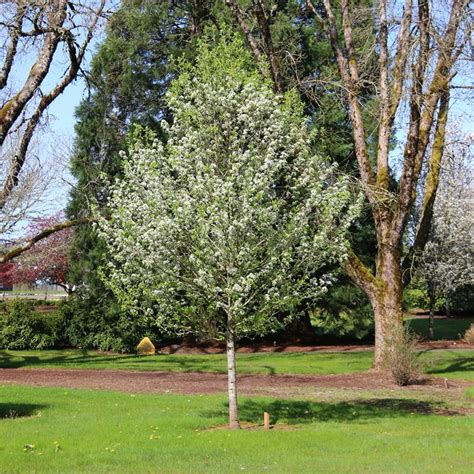 Chastity® Ornamental Pear Sooner Plant Farm