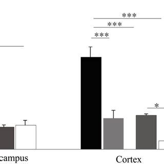 Hippocampal And Cortical MET MRNA Expression In Two And Six Month Old