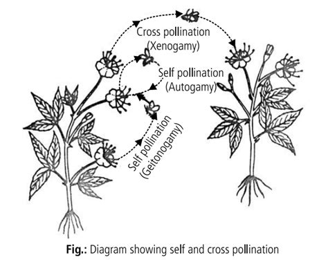 Reproduction In Flowering Plant Class Xii Flow Charts Schematic Diagrams Comparisons