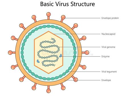 Basic Virus Structure Structure Diagram Medical Stock Illustration