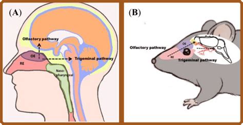 Olfactory Pathway