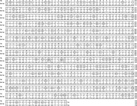 Sequences Of The Original And Codon Optimized Capsid Genes Rare Codons