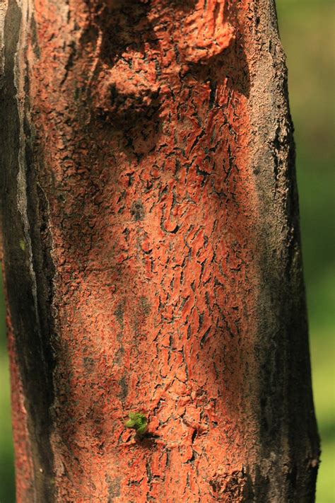 Cryptococcus Spp Orange Slime