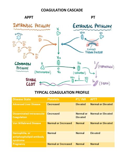 Coagulation Cascade Pdf