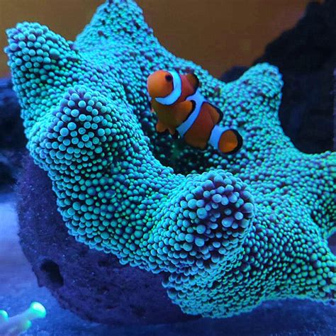 Aquarium Reef Tank Anemone Nest Voorkomen Weglopen Vicedeal