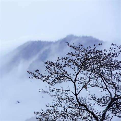 大雪加持的元旦羊獅慕定然是美美噠 每日頭條