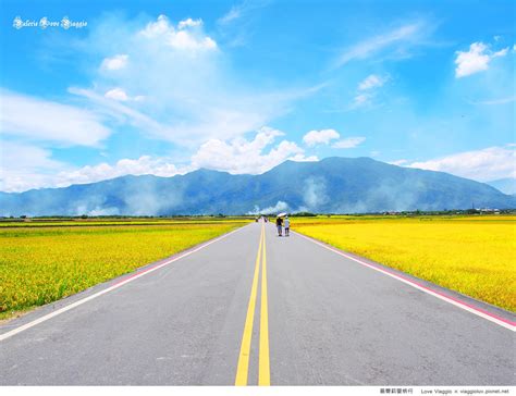 【台東 Taitung】池上伯朗大道 夏天稻田成熟的季節 租一台單車馳騁在金色稻浪中 薇樂莉 旅行生活攝影