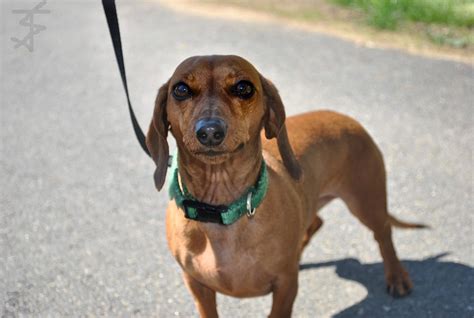 Doggy Style By Thejamesstark On Deviantart