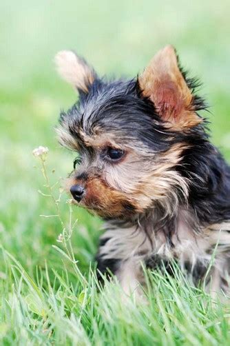 Cuidados de los perros de raza pequeña Canal Mascotas