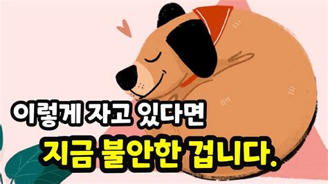 강아지 잠자는 수면 자세 꼭 알아야 할 의미와 심리 강아지 잘때 자세 왜 이렇게 잘까【feat 강아지 도넛자세