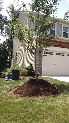 Planting Tree In Clay Soil
