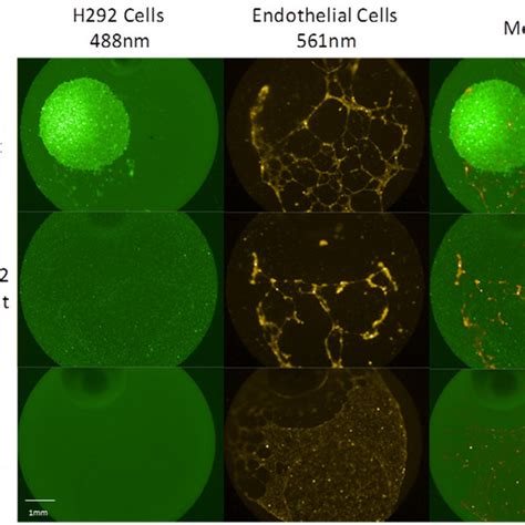 Potentiation Of Endothelial Cell Tube Formation And Angiogenesis In A