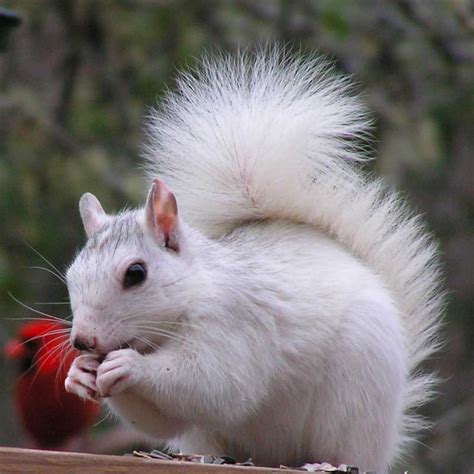 What Is A White Squirrel And Where Did They Come From White Squirrel