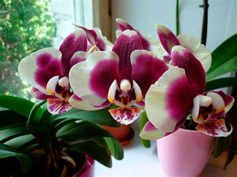 Комнатное растение Фаленопсис — фото описание и уход Вредители и болезни растений борьба с ними