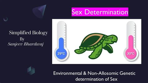 Sex Determination Environmental Non Allosomic Genetic Type Of Sex