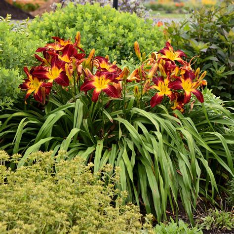 Ruby Spider Daylily Perennials Nolts Garden Center