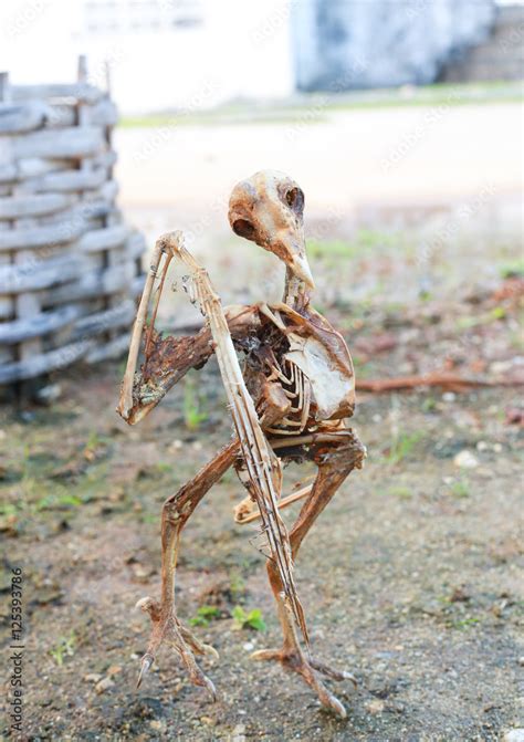 Foto Stock Skull Bird Dead Bird Fossil Fossil Thailand Adobe Stock