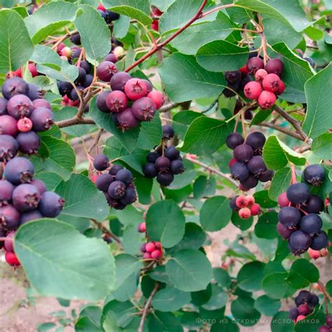 Ирга «Красноярская» – купить саженцы оптом и в розницу – питомник Сады ...