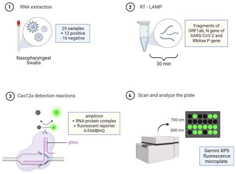 Rapid Detection Of Sars Cov 2 Based On The Lamp Assay Associated With