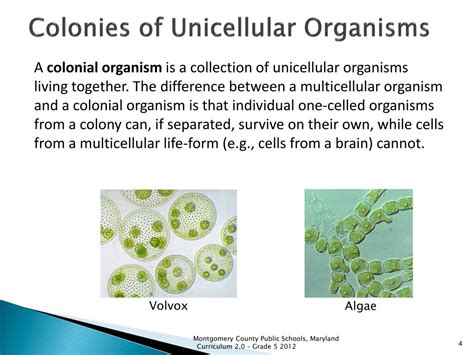 Unicellular And Multicellular Organisms Examples