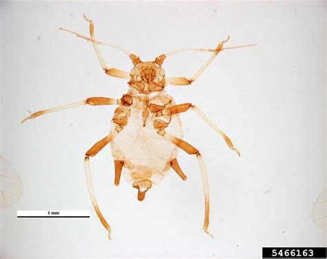 Brown Citrus Aphid Toxoptera Citricida Hemiptera Aphididae