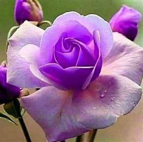 سيد باسم الموسوي