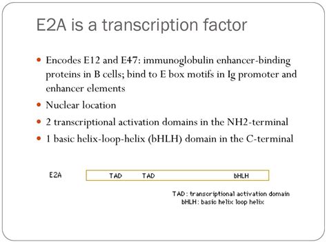 e2a master regulator of b cell lymphopoiesis ppt download