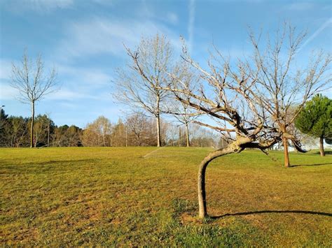 Premium Photo Twisted Tree Trunk In A Park