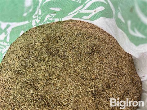 Brome Grass Seed Agriculture Bigiron