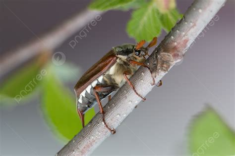 Gambar Background Junebug Vektor Dan File Psd Untuk Unduh Gratis Pngtree