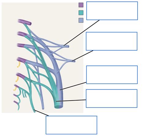 Nerves Of The Sacral Plexus Diagram Quizlet