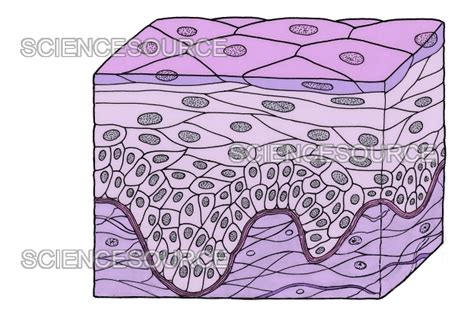 Photograph Stratified Squamous Epithelium Science Sou