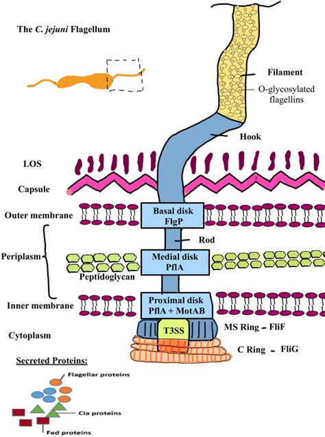 The C Jejuni Flagellum Adapted According To Burnham And Hendrixson