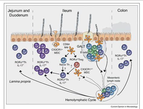 Segmented Filamentous Bacteria Orientation Hub