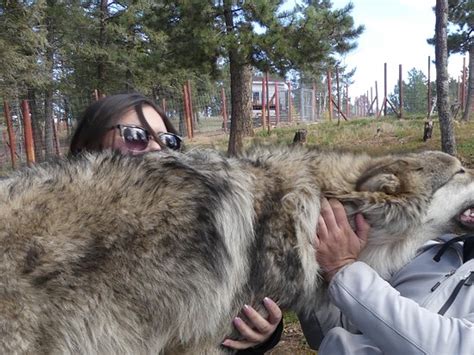 Colorado Wolf And Wildlife Center Divide Top Tips Before You Go