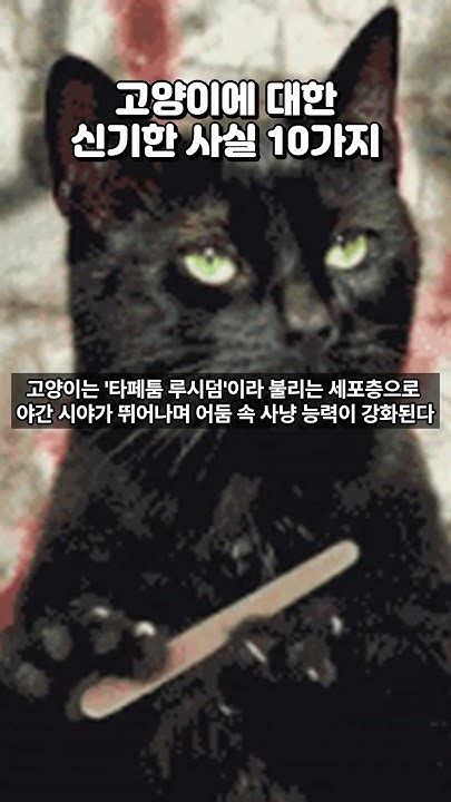 고양이에 관한 신기한 사실 10가지 Youtube