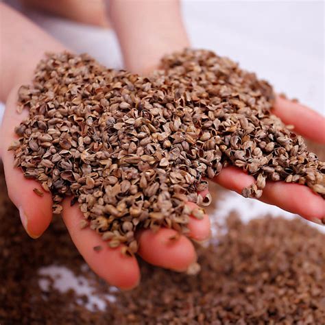 荞麦壳决明子薰衣草散装 枕芯填充 满8斤送1斤 500g甜荞麦壳图片 价格 品牌 报价 京东